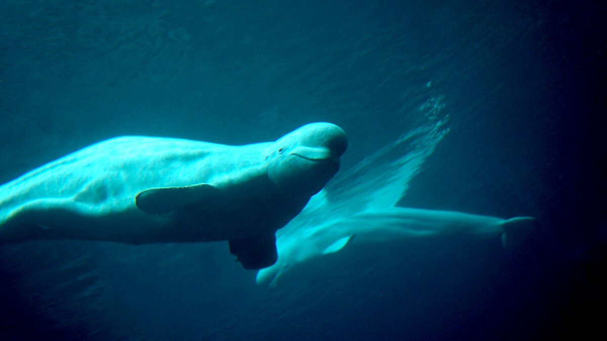 Beluga Stock On Marinemammalmusings